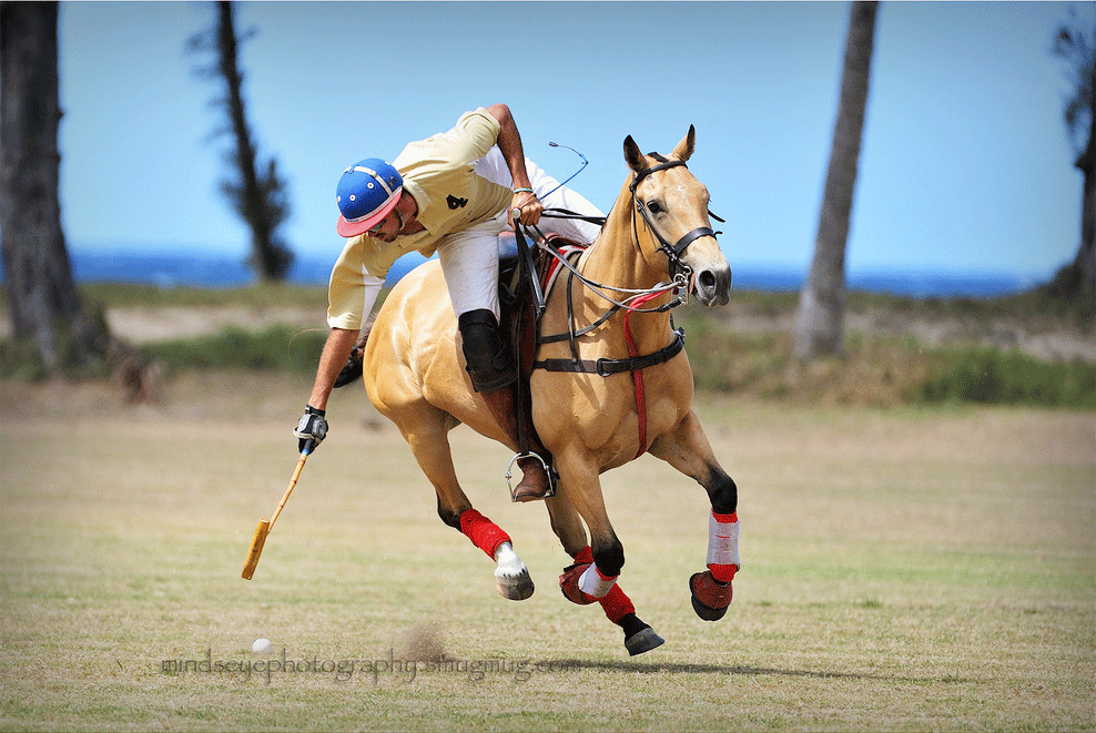 Polo Lessons In Oahu, HI | Hawaii Polo Trail Rides